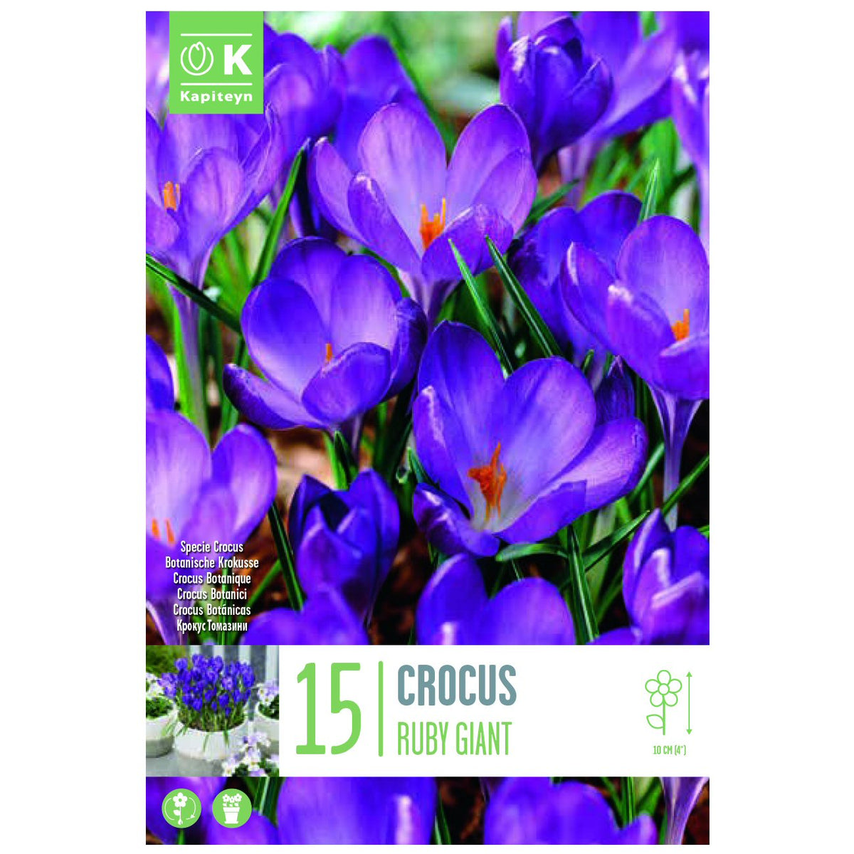 Kapiteyn 15 Ruby Giant Crocus Spring Flowering Bulbs – Old Railway Line Garden Centre