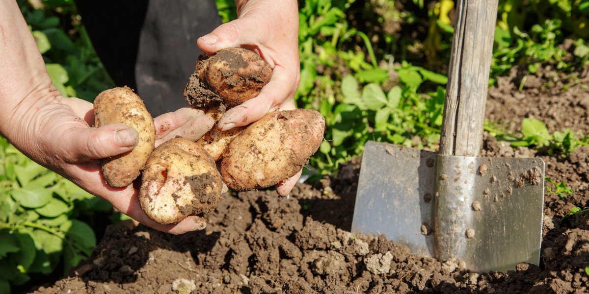 How to Plant Seed Potatoes: A Simple Step-by-Step Guide for a Great Ha ...