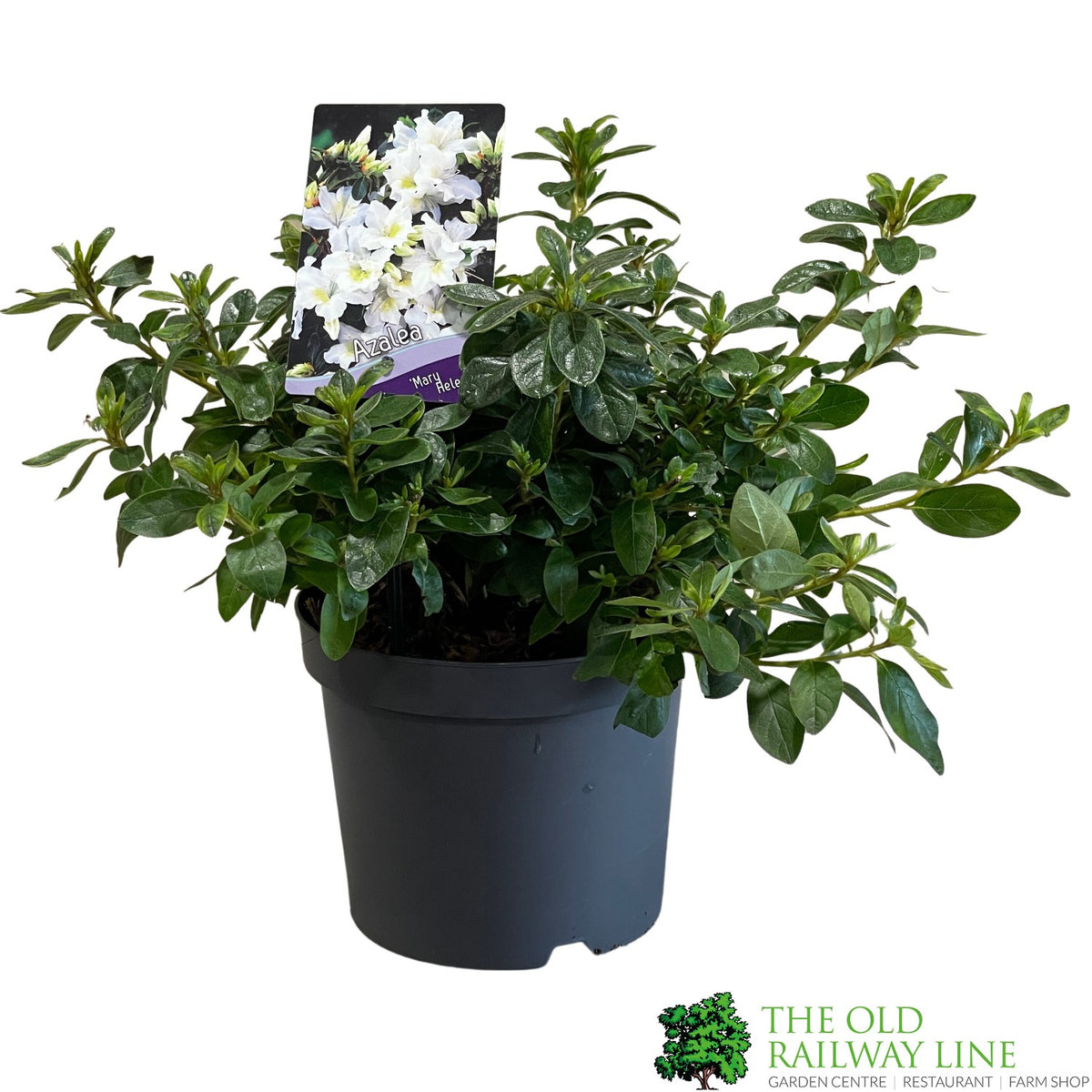 Azalea 'Mary Helen' Rhododendron Plant 3Ltr Pot (NL) – Old Railway Line ...