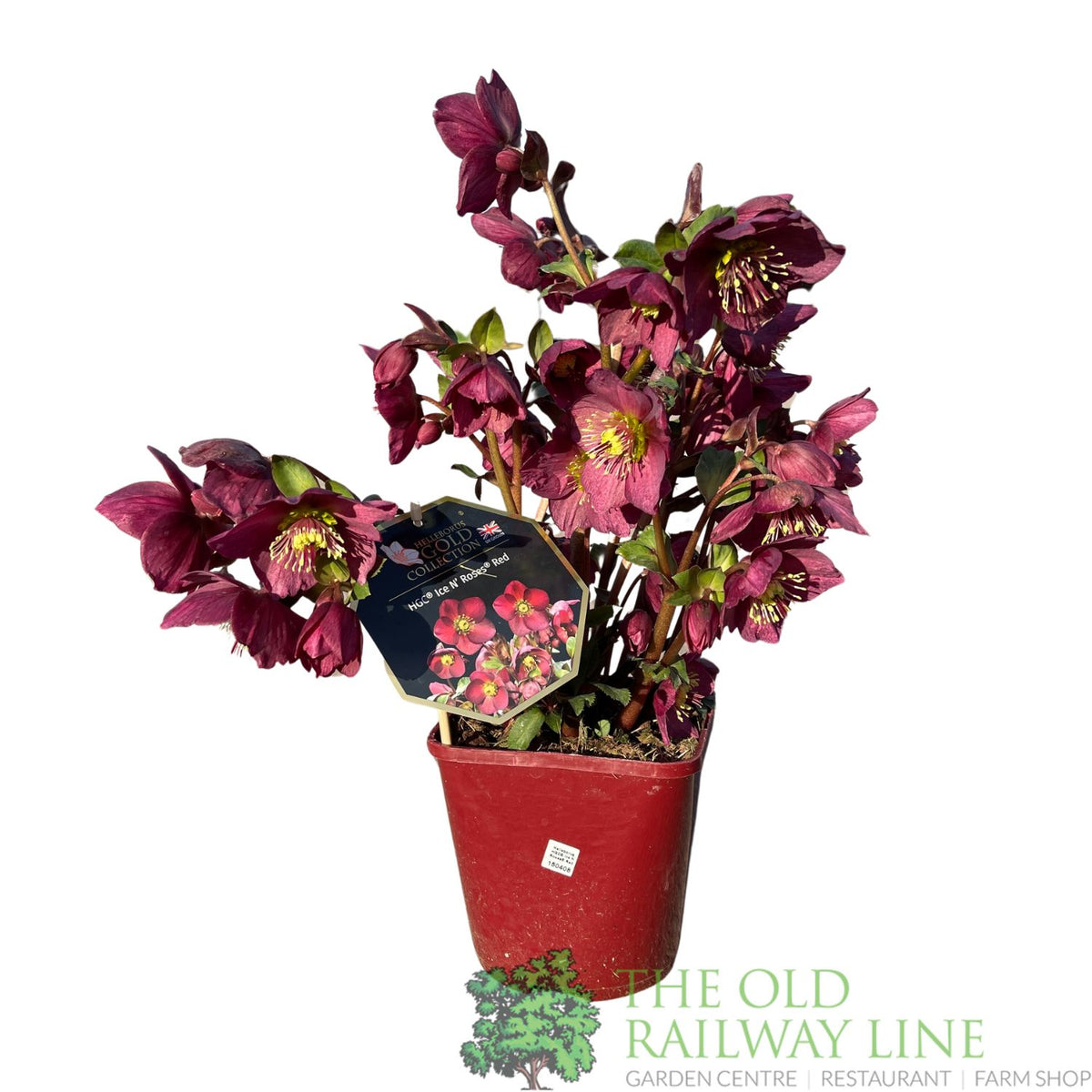 Hellebore 'Ice N' Roses Red' Helleborus Gold Collection 2Ltr Pot – Old ...