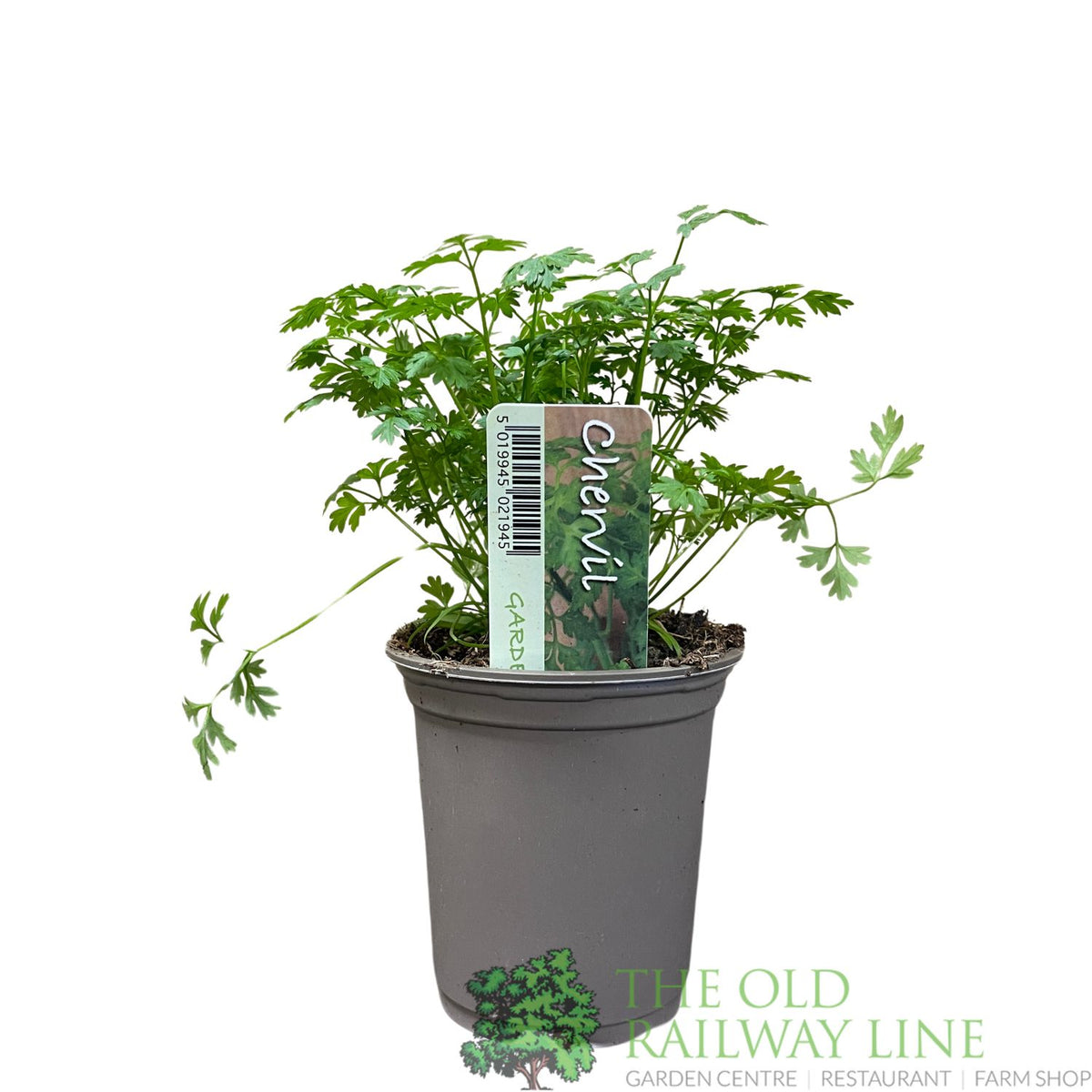 Chervil Herb Plant 9cm Pot – Old Railway Line Garden Centre