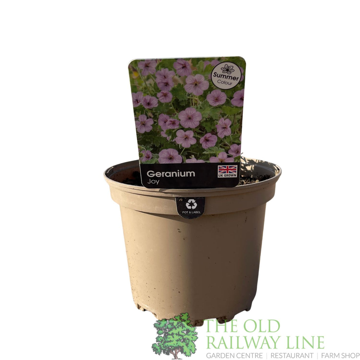 Geranium 'Joy' Plant 2Ltr Pot – Old Railway Line Garden Centre