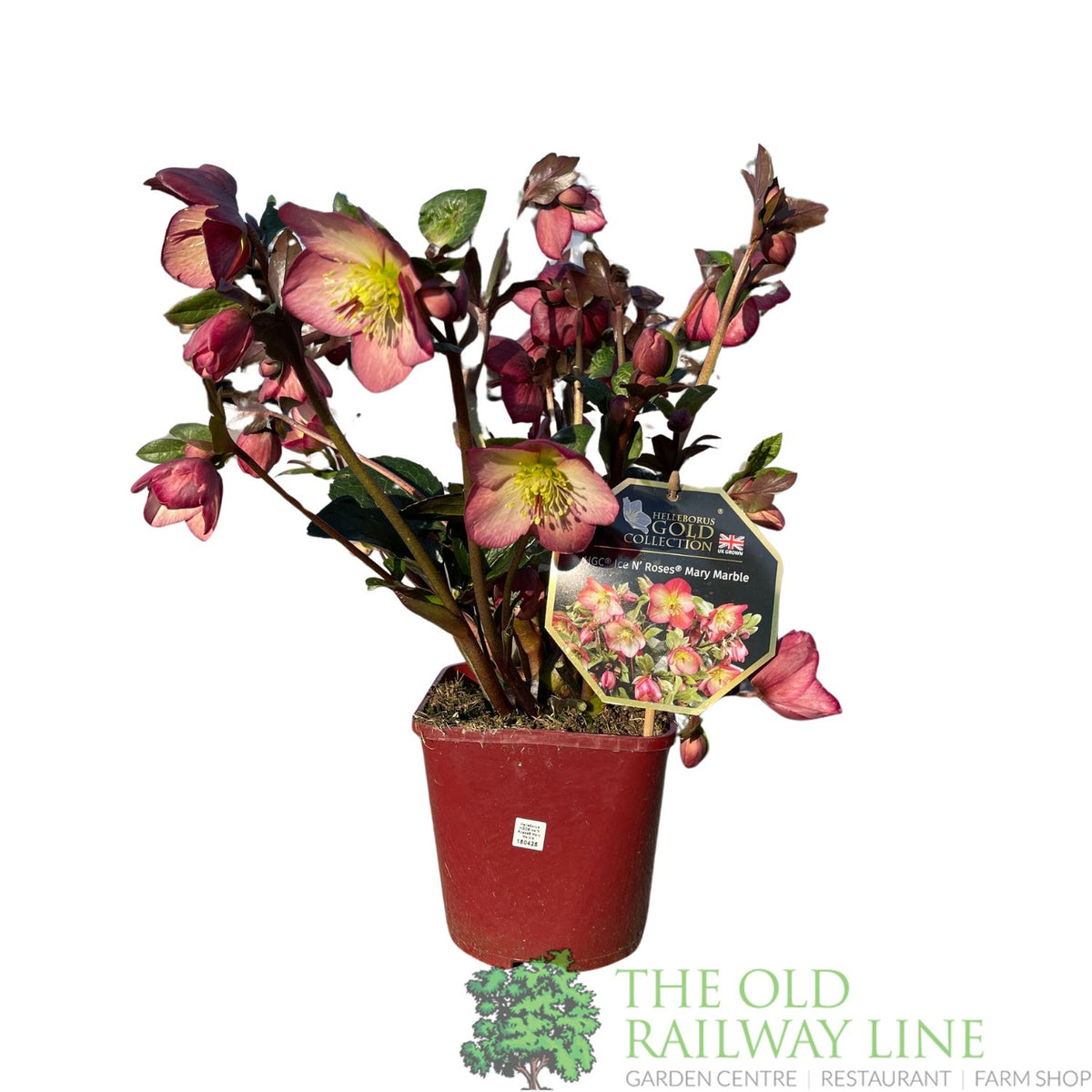 Hellebore 'Ice N' Roses Mary Marble' Helleborus Gold Collection 2Ltr P ...