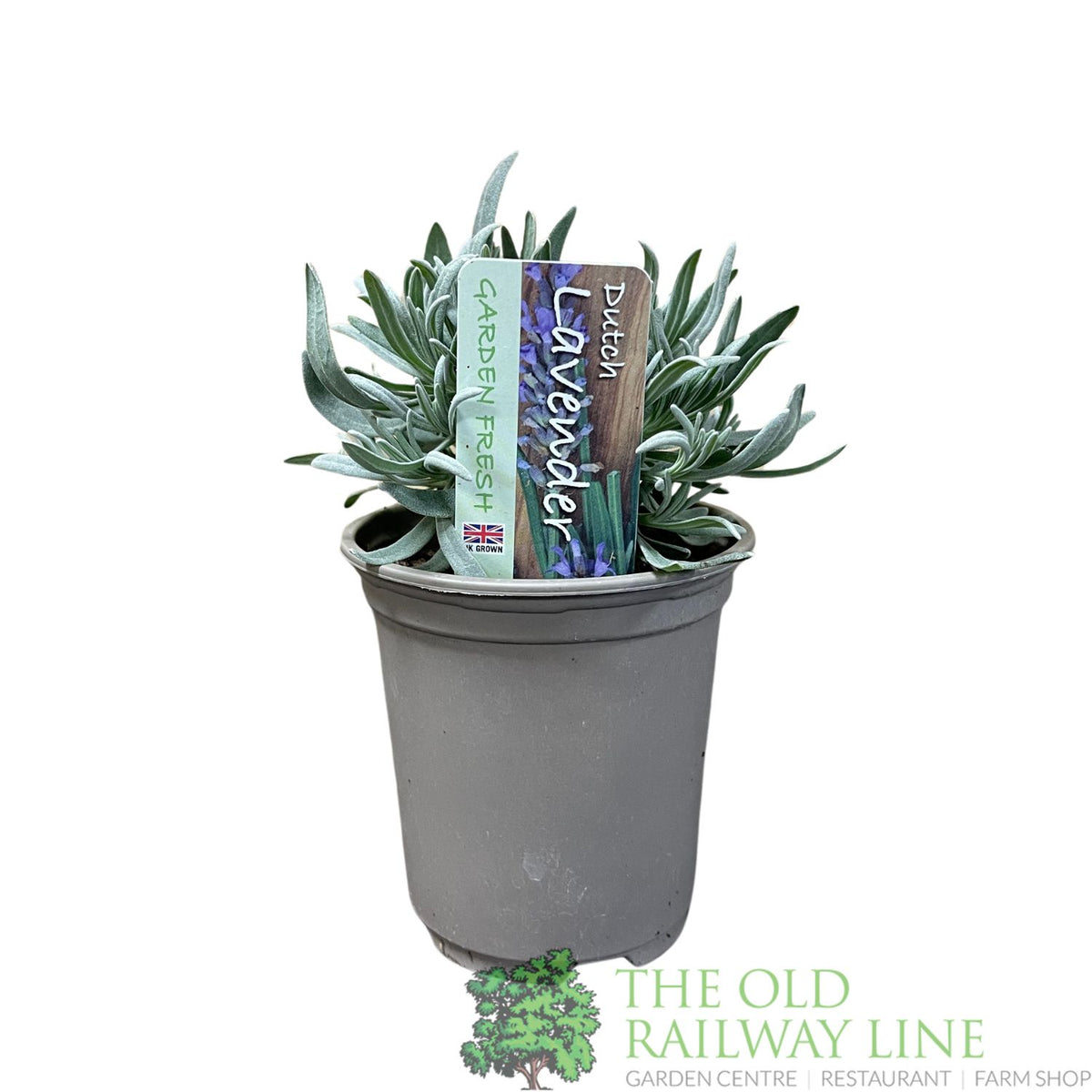 Lavender Dutch Herb Plant 9cm Pot – Old Railway Line Garden Centre