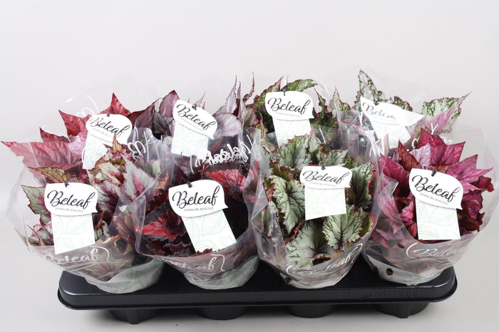 Begonia Beleaf Mixed Houseplants 12cm Pot – Old Railway Line Garden Centre