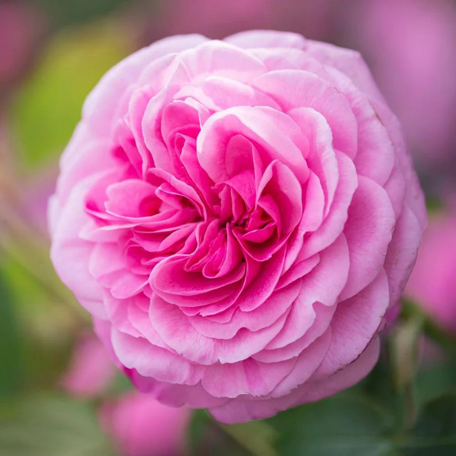 David Austin 'Gertrude Jekyll' Pink English Rose 6Ltr Pot – Old Railway ...