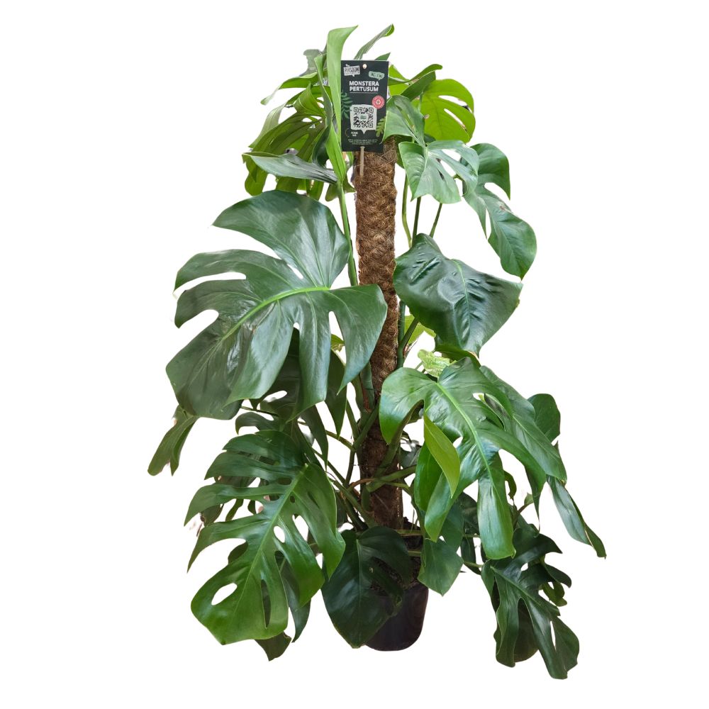 Monstera deliciosa with Mosspole Houseplant - 24cm Pot – Old Railway ...