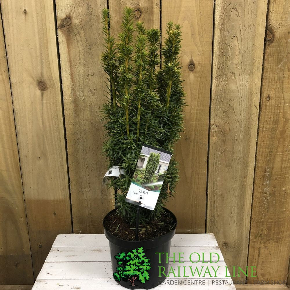 Taxus 'David' Yew Plant 3Ltr Pot (NL) – Old Railway Line Garden Centre