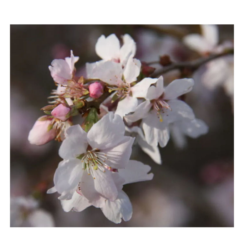 Prunus x subhirtella ‘Autumnalis Rosea' Cherry Blossom Tree 3Ltr Pot ...
