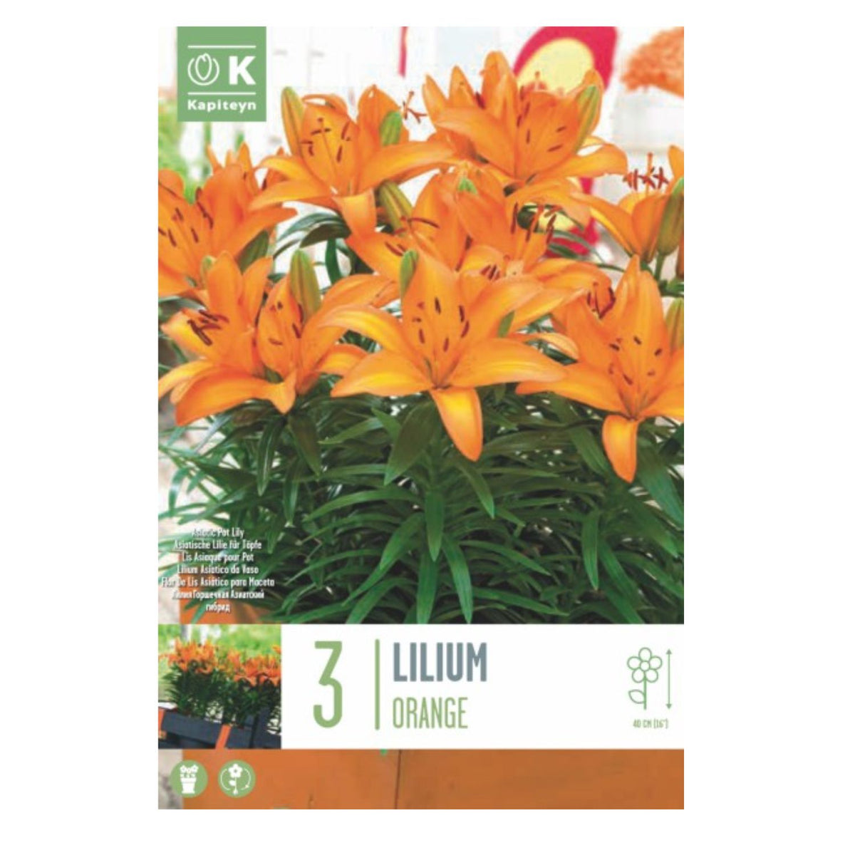 Kapiteyn 3 Lilium Orange Pixie Summer Flowering Bulbs – Old Railway ...