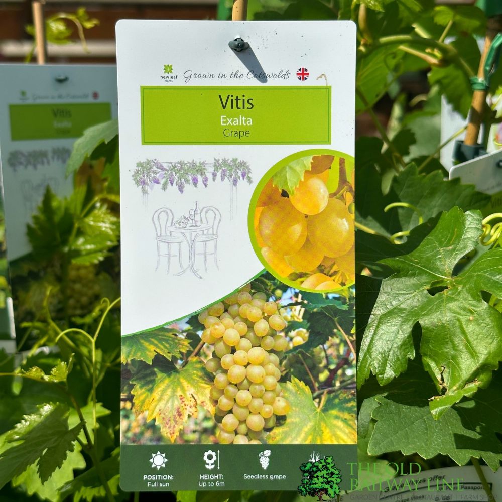 Grape 'Exalta' 3Ltr Pot – Old Railway Line Garden Centre