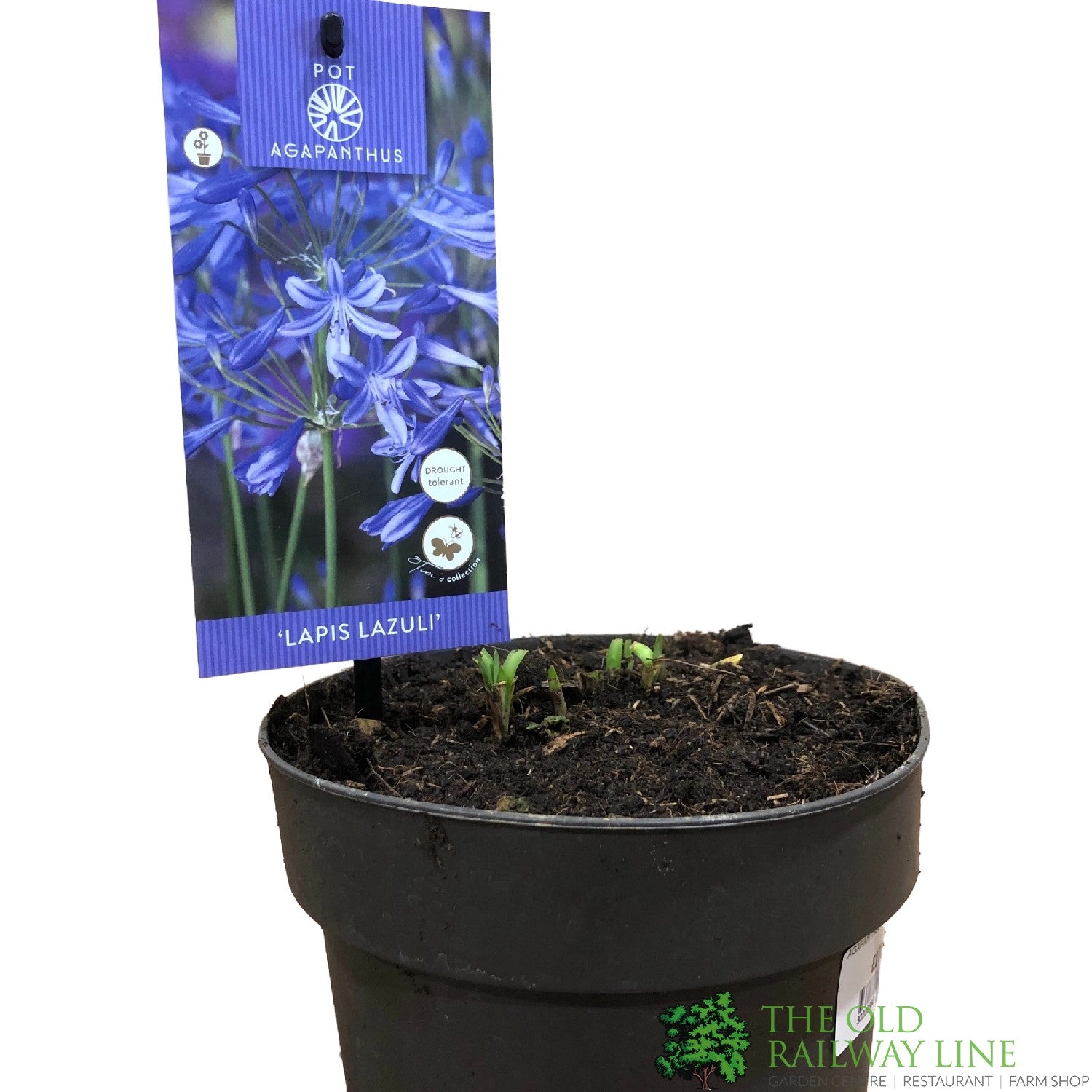 Agapanthus 'Lapis Lazuli' 2Ltr Pot – Old Railway Line Garden Centre