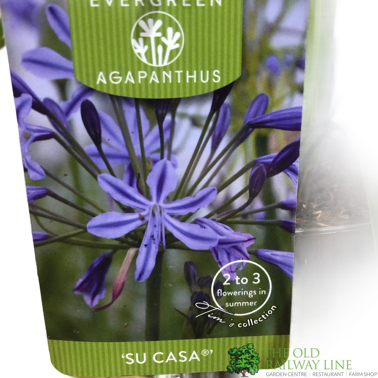 Agapanthus 'Su Casa' 2Ltr Pot – Old Railway Line Garden Centre