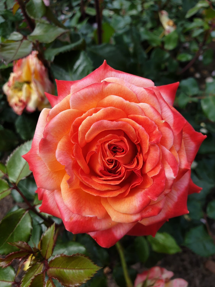 Whartons ' Meteor' Rose 3 Ltr – Old Railway Line Garden Centre