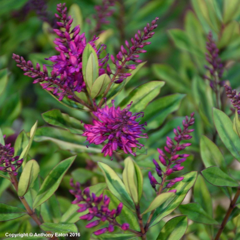 Hebe 'Celebration' Plant 2Ltr Pot – Old Railway Line Garden Centre