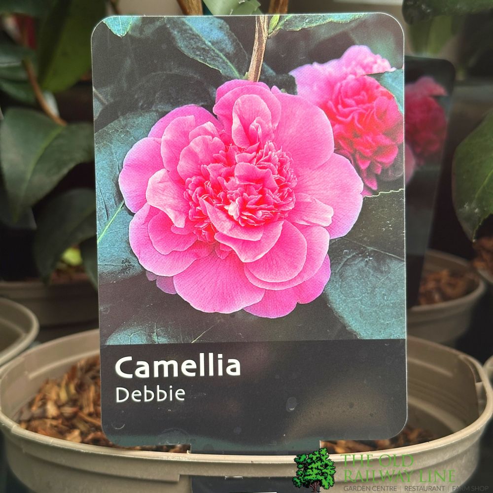 Camellia 'Debbie' 3Ltr Pot – Old Railway Line Garden Centre