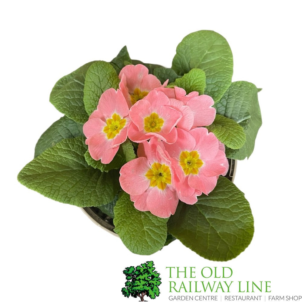 Primula vulgaris 'Candy Baby Pink' English Primrose 1Ltr Pot – Old ...
