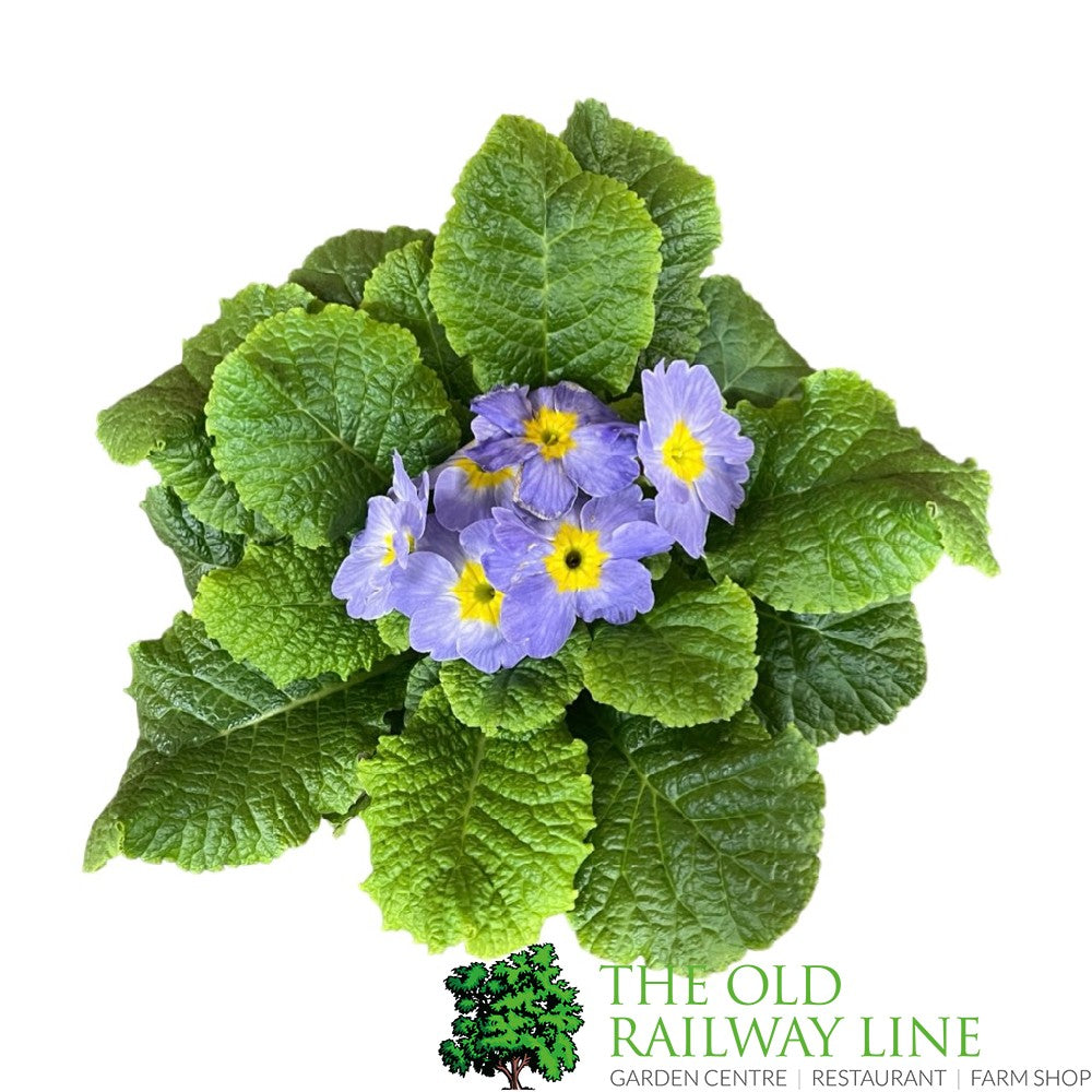 Primula vulgaris 'Candy Sky Blue' English Primrose 1Ltr Pot – Old ...