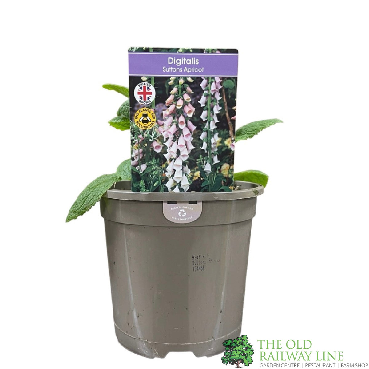 Digitalis purpurea 'Sutton's Apricot' Foxglove Plant 1Ltr Pot – Old ...