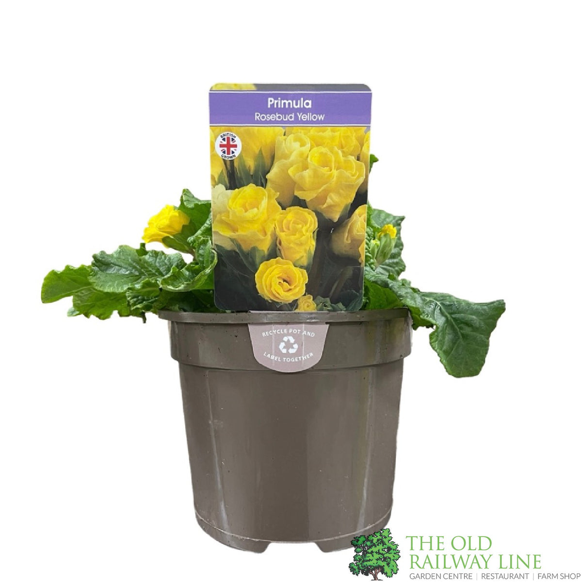 Primula vulgaris 'Rosebud Light Yellow' English Primrose Plant 2Ltr Po ...