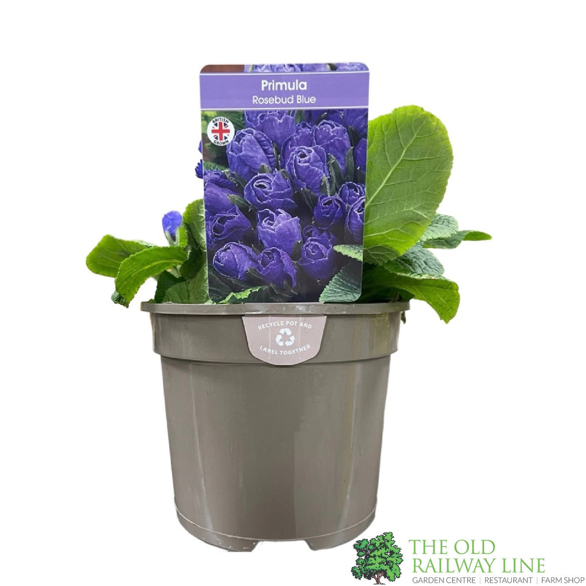 Primula vulgaris 'Rosebud Crocus Blue' English Primrose Plant 2Ltr Pot ...