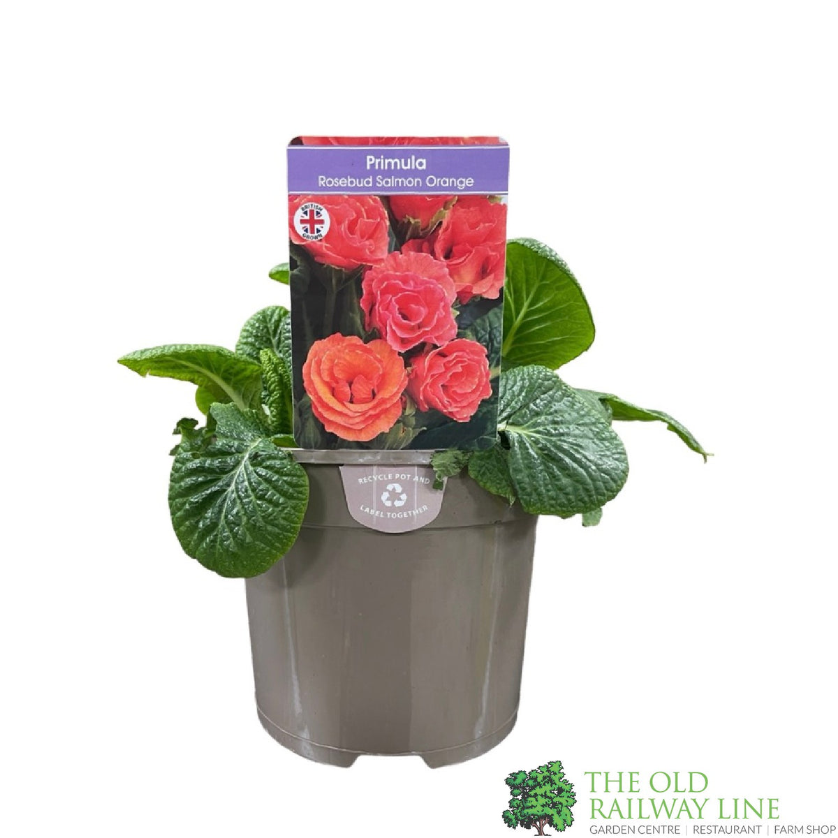 Primula vulgaris 'Rosebud Salmon Orange' English Primrose Plant 2Ltr P ...