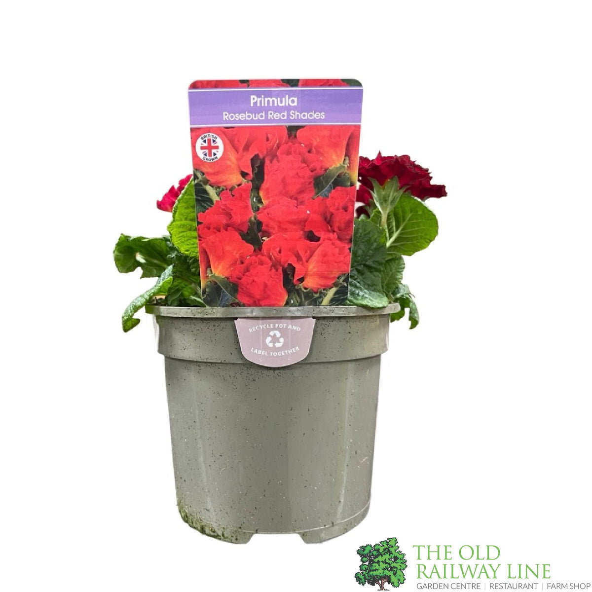 Primula vulgaris 'Rosebud Red Shades' English Primrose Plant 2Ltr Pot ...