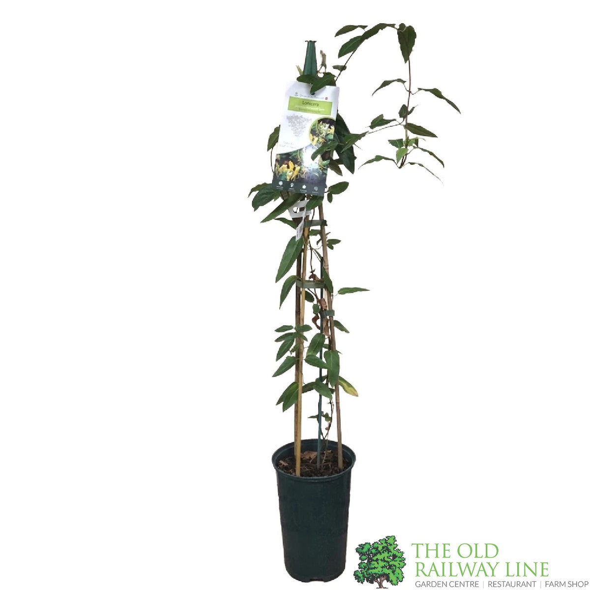 Lonicera Japonica 'Horwood Gem' Honeysuckle Climber 3Ltr Pot – Old ...