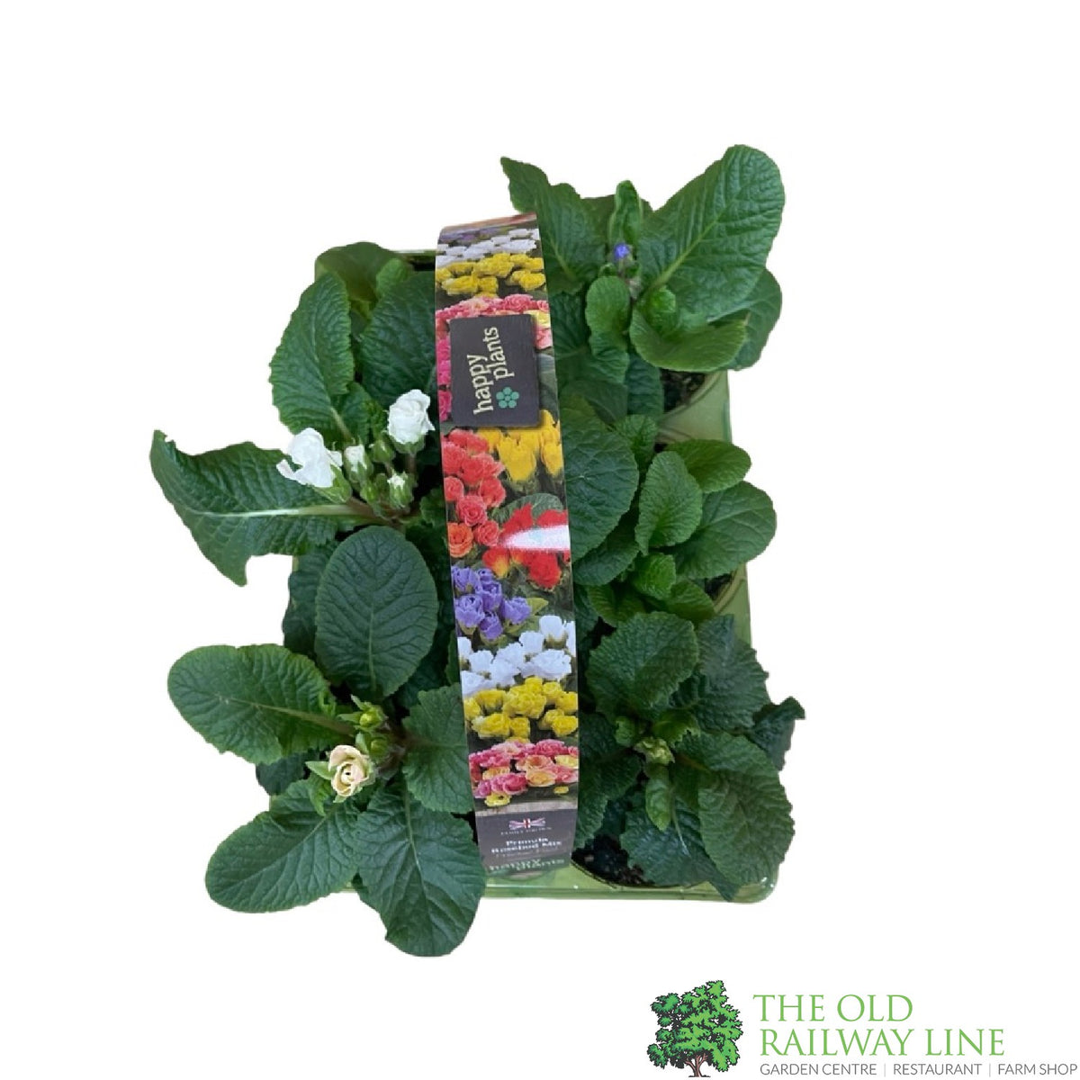 Primrose Rosebud Mixed Colours Six Pack of Plants – Old Railway Line ...