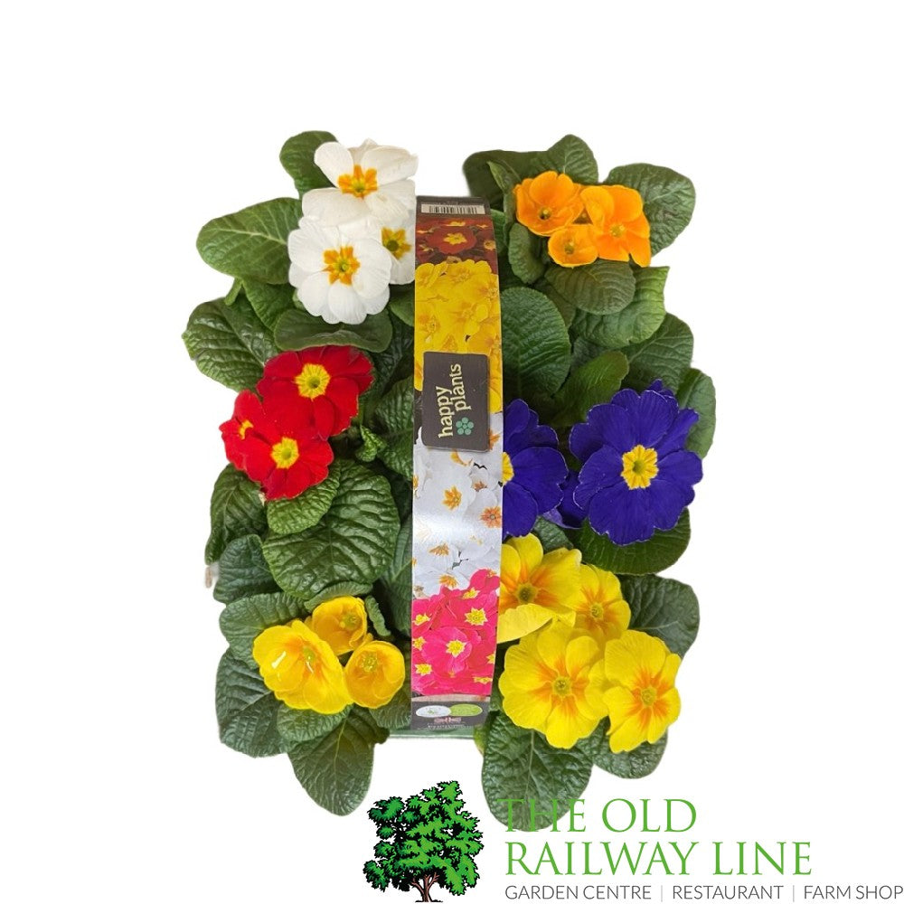 Primrose Plant Assorted Six Pack (9cm Pots) – Old Railway Line Garden ...