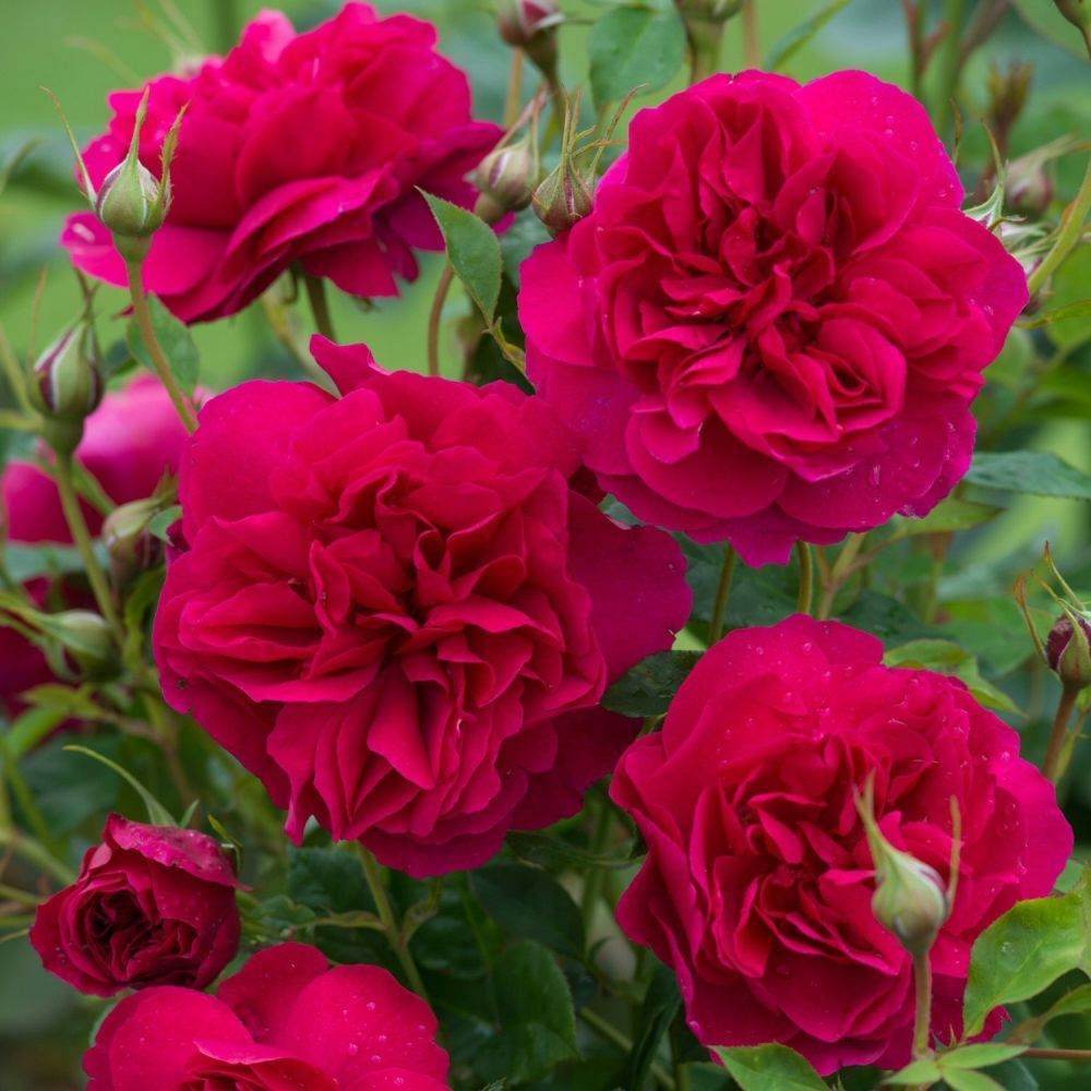 David Austin 'Thomas À Becket' Red English Shrub Rose 6Ltr Pot – Old ...