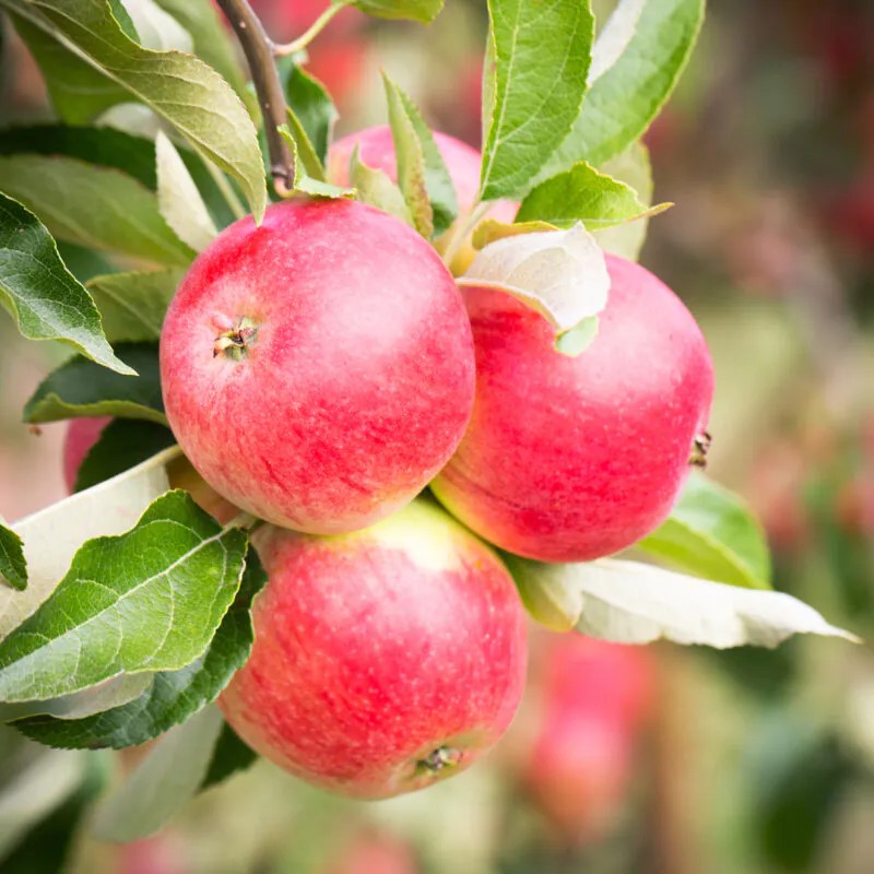 Apple Tree 'Worcester Pearmain' 12Ltr Pot – Old Railway Line Garden Centre