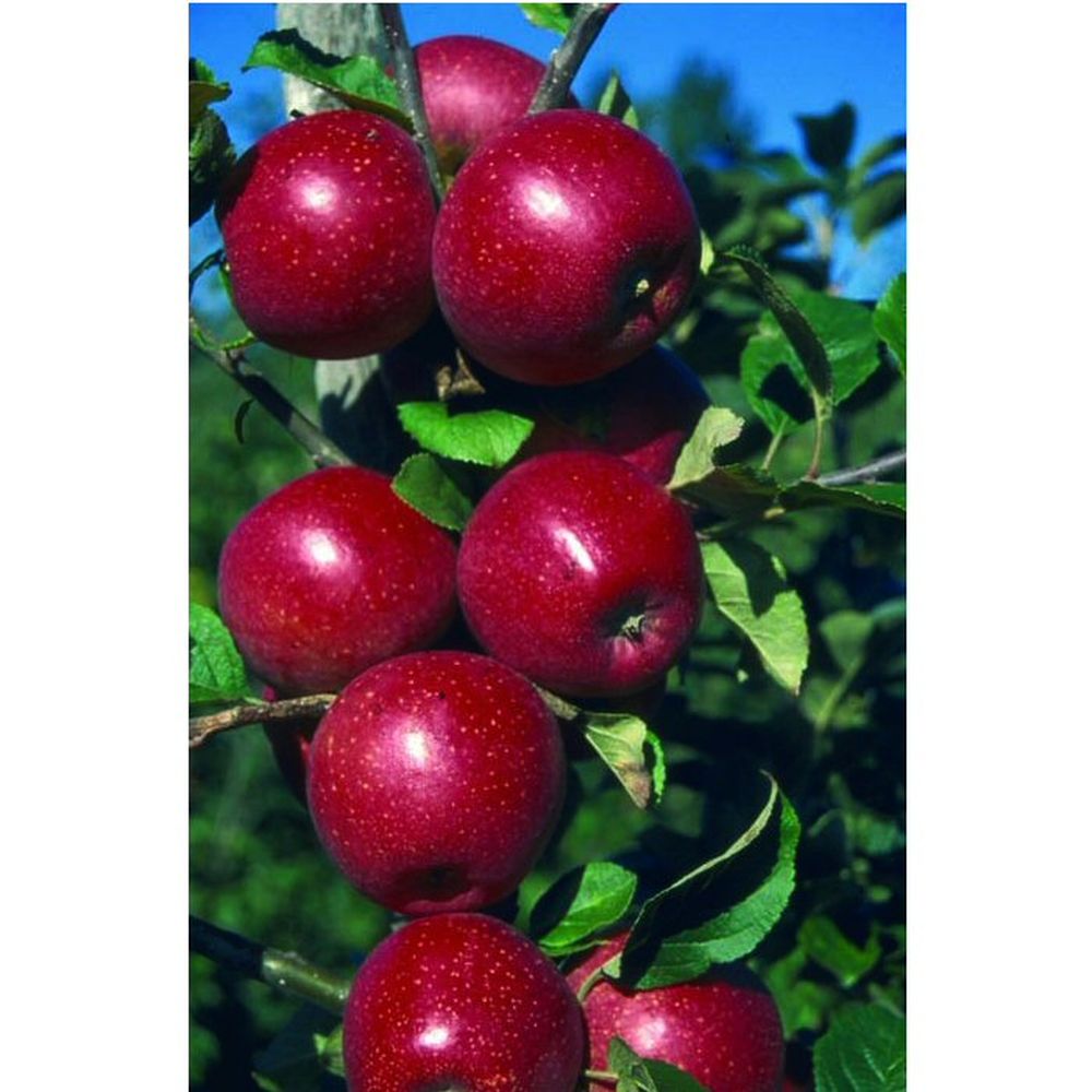 Frank P Matthews 12 Litre Red Windsor (Apple) – Old Railway Line Garden ...