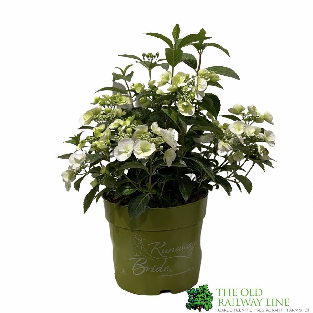 Hydrangea 'Runaway Bride' White Plant - 3Ltr Pot – Old Railway Line ...