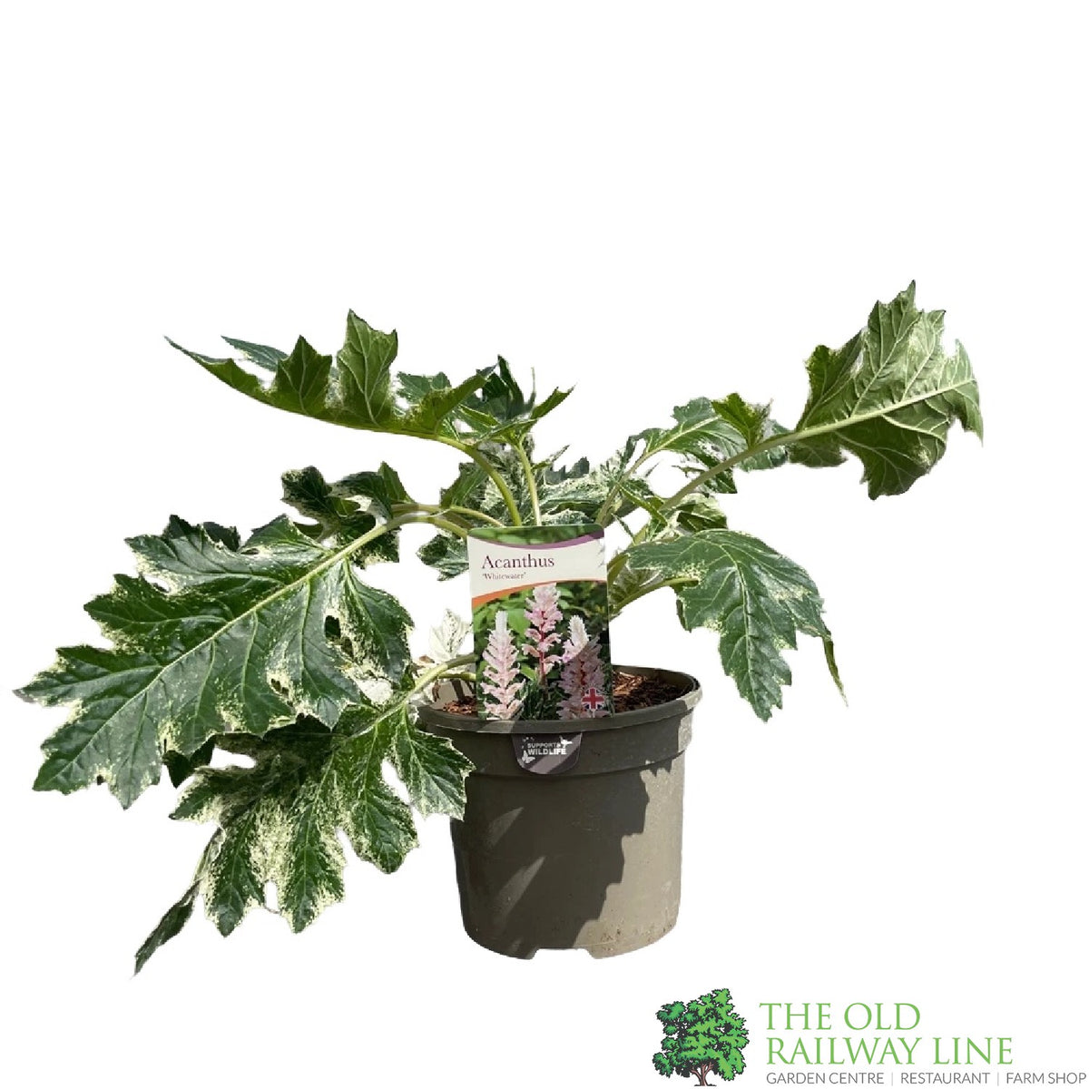 Acanthus 'Whitewater' Plant 3Ltr Pot – Old Railway Line Garden Centre