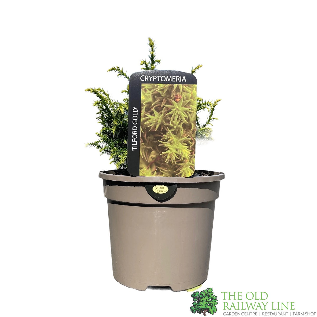 Cryptomeria 'Tilford Gold' Japanese Cedar Conifer 3Ltr Pot – Old ...