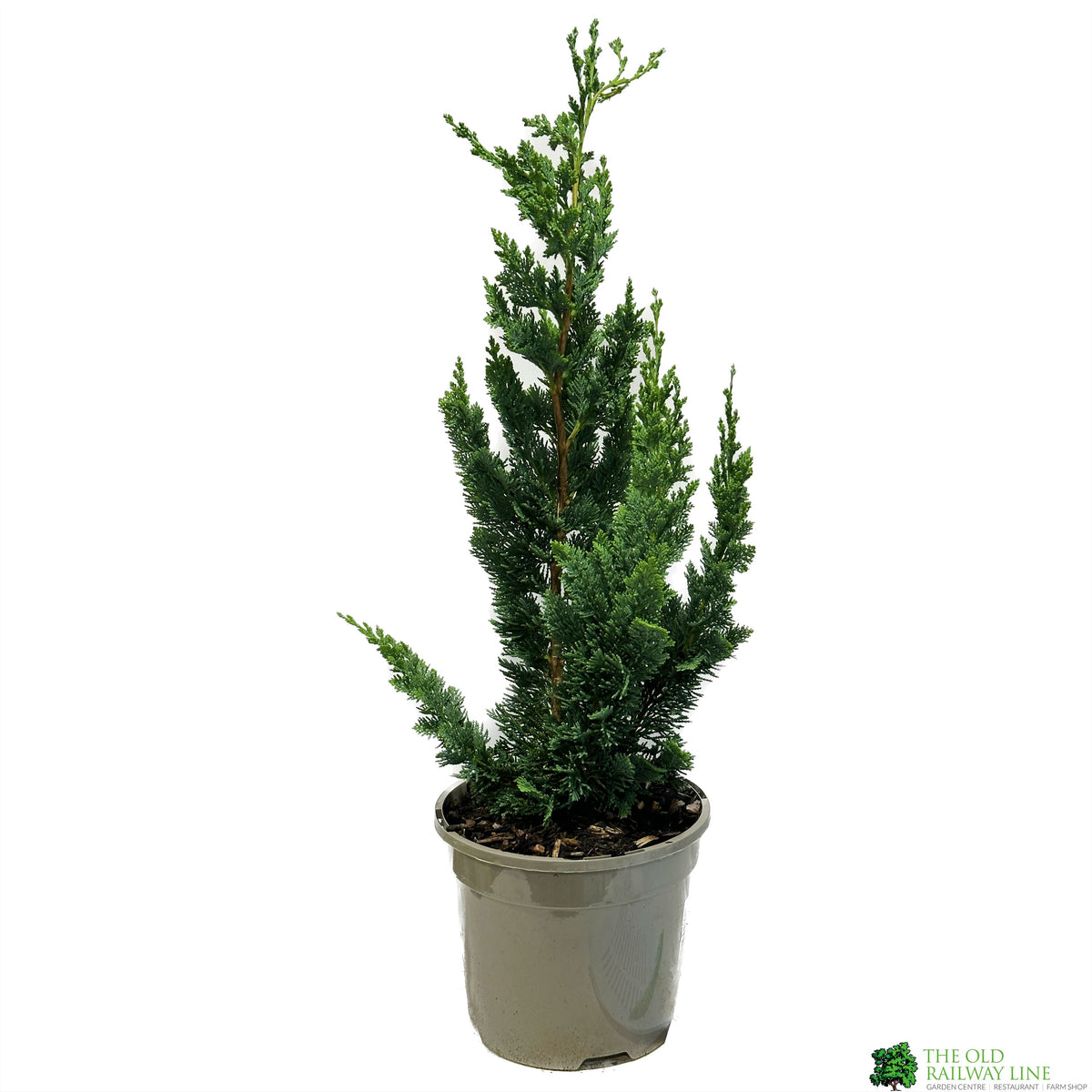 Chamaecyparis Lawsoniana 'Wisselii' 3Ltr Pot – Old Railway Line Garden Centre