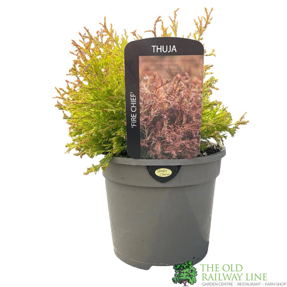 Thuja occidentalis 'Fire Chief' Conifer Plant 3Ltr Pot – Old Railway ...