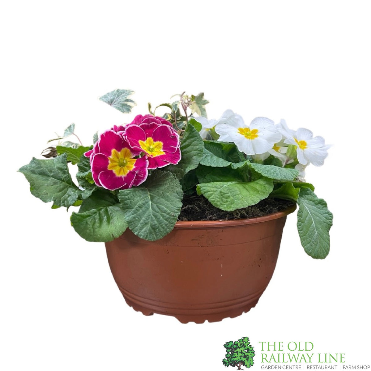Primrose Bowl 21cm Pot – Old Railway Line Garden Centre