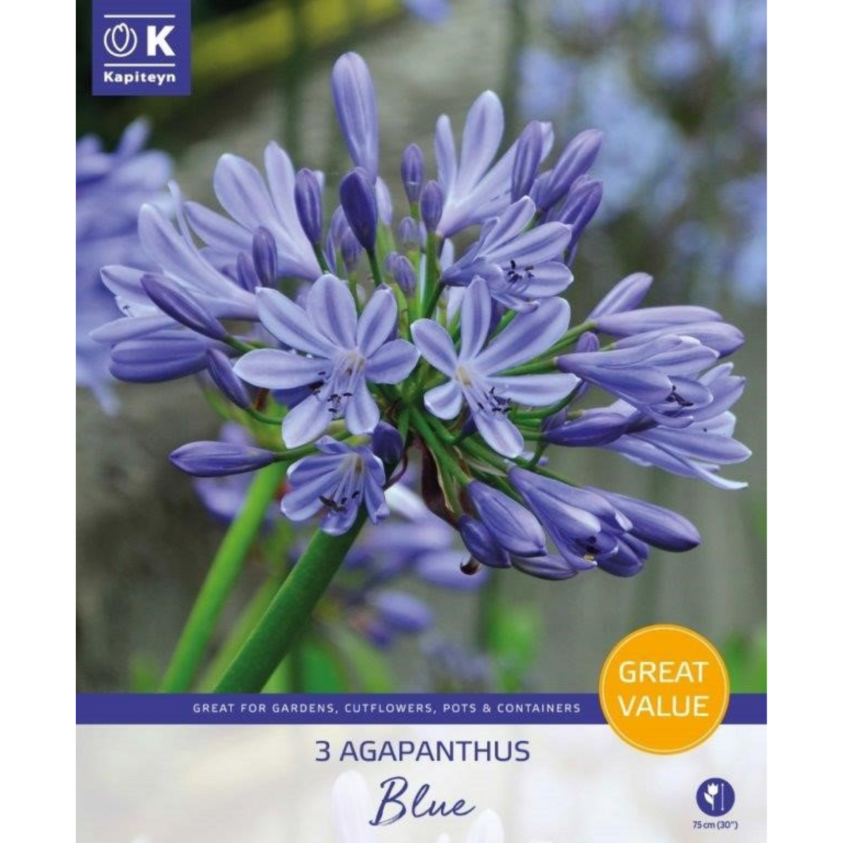 Kapiteyn 3 Agapanthus Blue Summer Flowering Bulbs – Old Railway Line ...