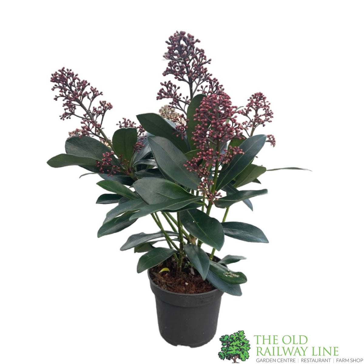 Skimmia japonica 'Rubella' Plant 10.5cm Pot – Old Railway Line Garden ...