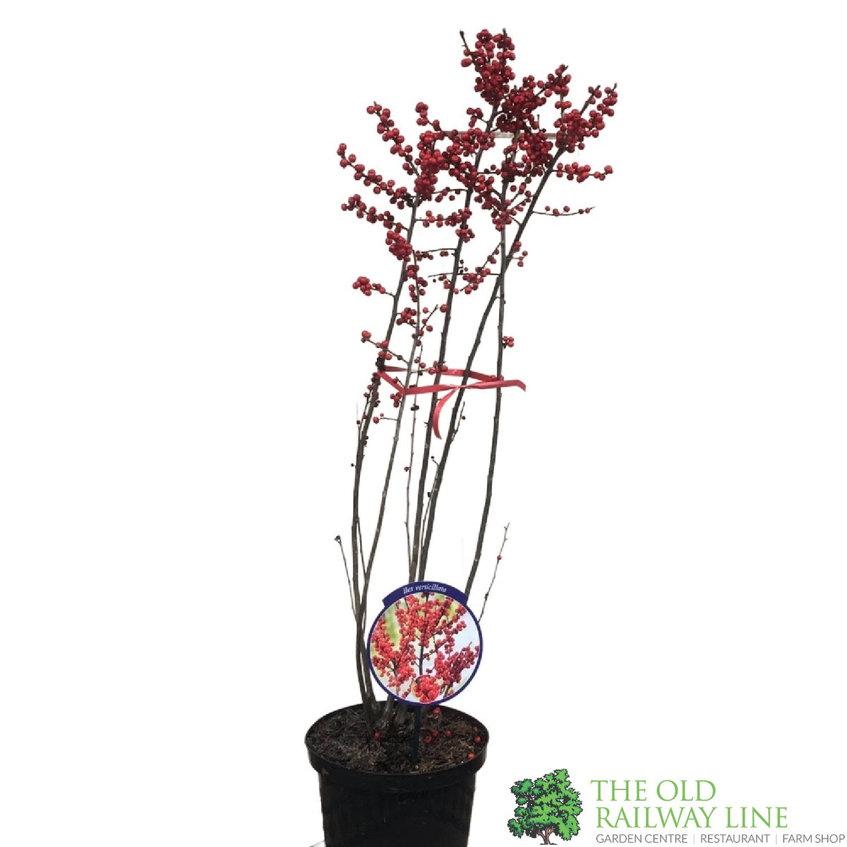 Ilex verticillata 'Magical Berry' 23cm Pot - Male – Old Railway Line ...