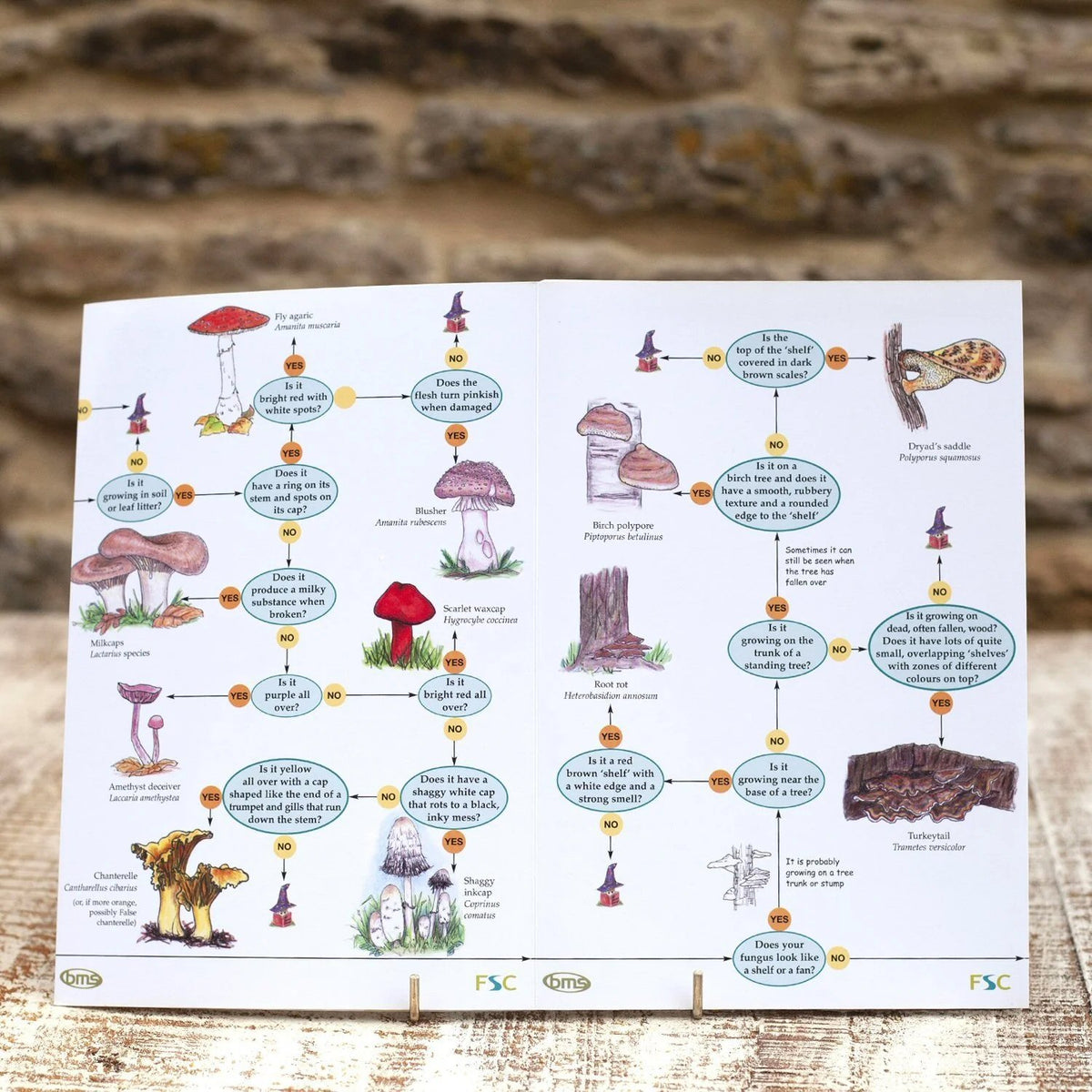 Wildlife World Fungi Field Guide – Old Railway Line Garden Centre