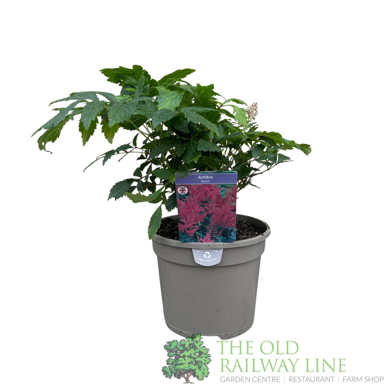 Astilbe 'Bonn' Plant - 3Ltr Pot – Old Railway Line Garden Centre