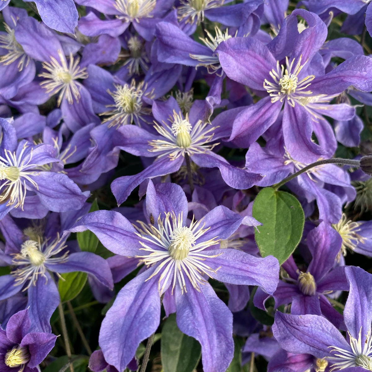 Clematis 'Arabella' Blue Climbing Plant - 3Ltr Pot – Old Railway Line ...