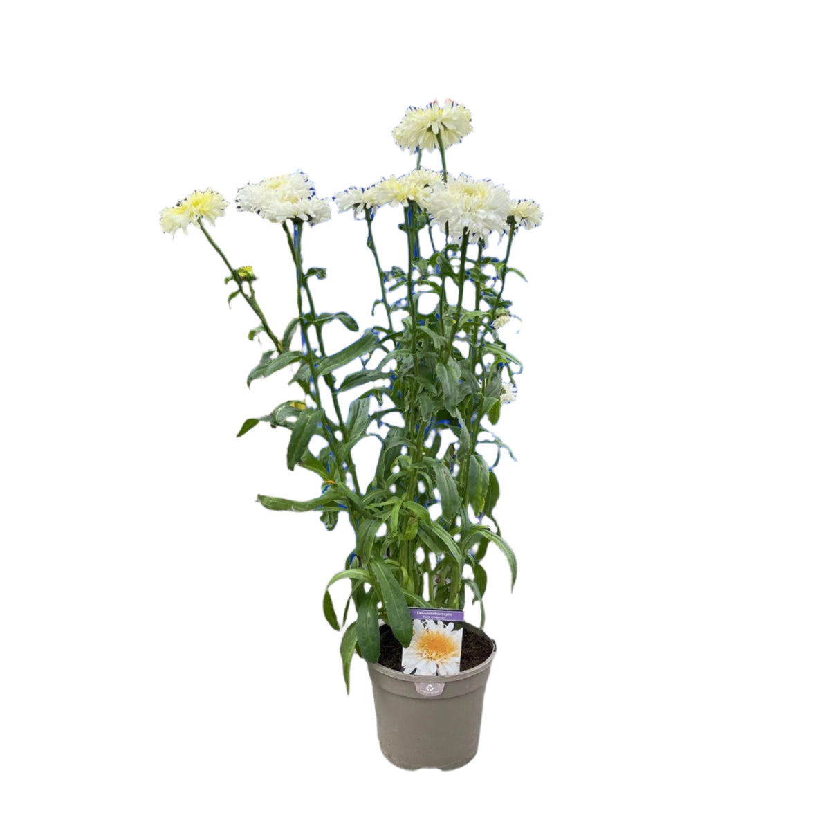 Leucanthemum x superbum 'Real Charmer' Daisy Plant - 3Ltr Pot – Old ...