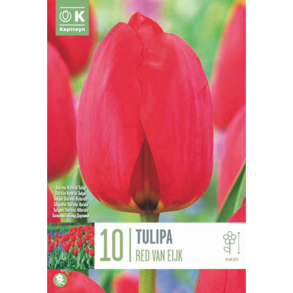 Kapiteyn 10 Tulip Red Van Eijk Spring Flowering Bulbs – Old Railway ...