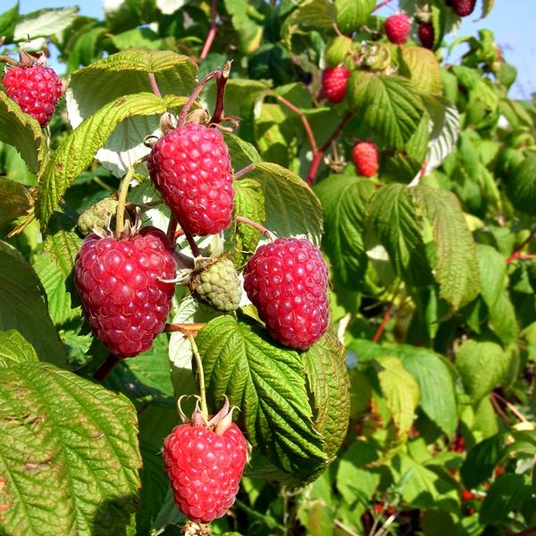 Raspberry 'Polka' Fruit Bush 3 Ltr Pot – Old Railway Line Garden Centre