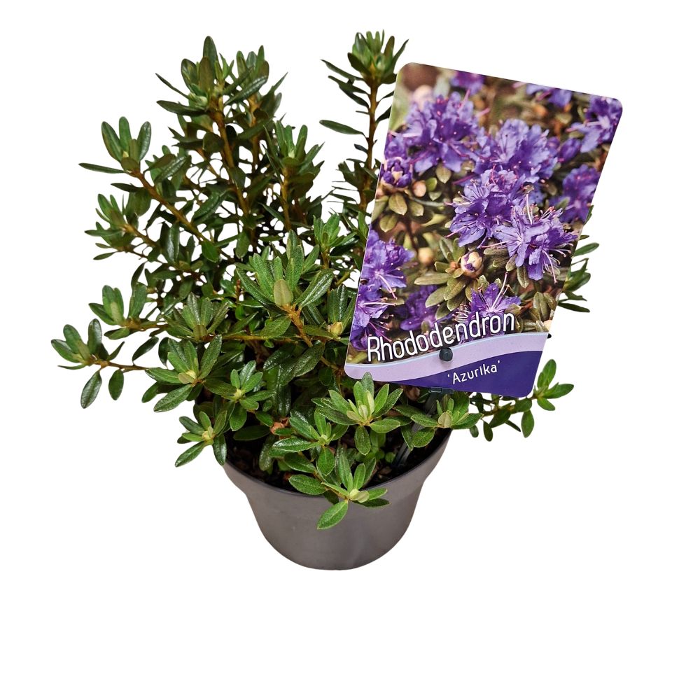 Rhododendron Dwarf Impeditum 'Azurika' 2Ltr Pot – Old Railway Line ...