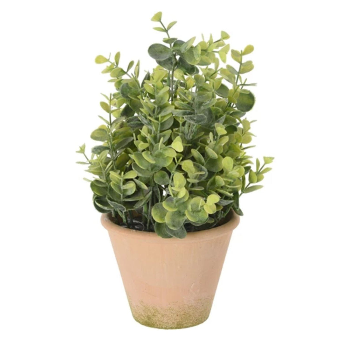 Koopman 31cm Plant in Paper Pot – Old Railway Line Garden Centre